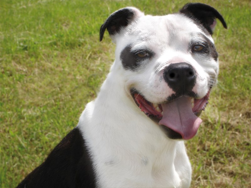 Pat Wilder is fundraising for The Kit Wilson Trust for Animal Welfare