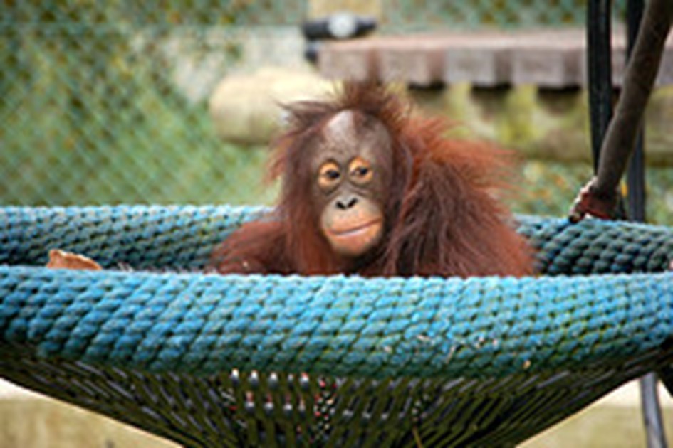 Nicholas Bright is fundraising for Orangutan Foundation