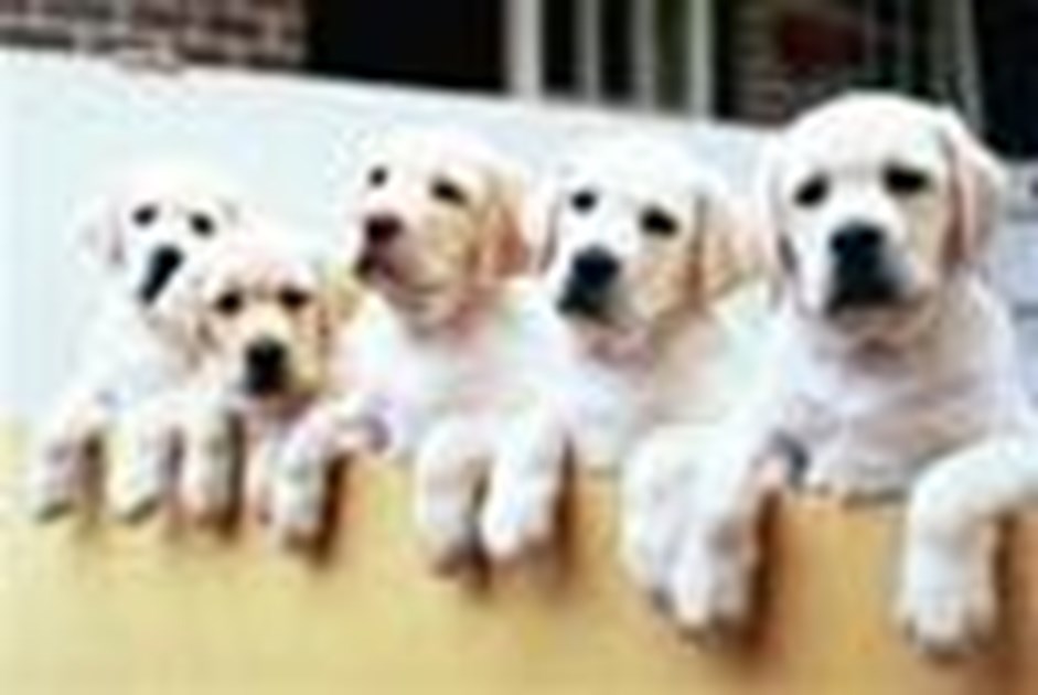 Hayley Ellison is fundraising for Guide Dogs