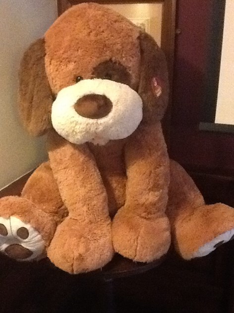 Anthony Chappell is fundraising for Guide Dogs