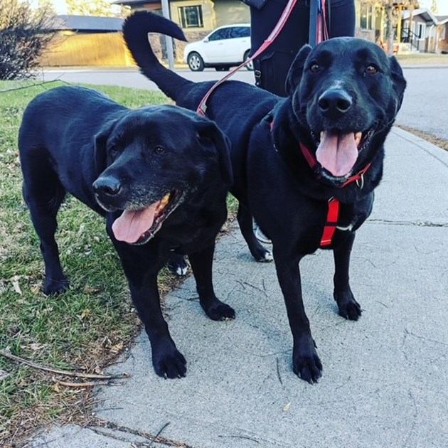 Korrie Girvan is fundraising for Calgary Humane Society