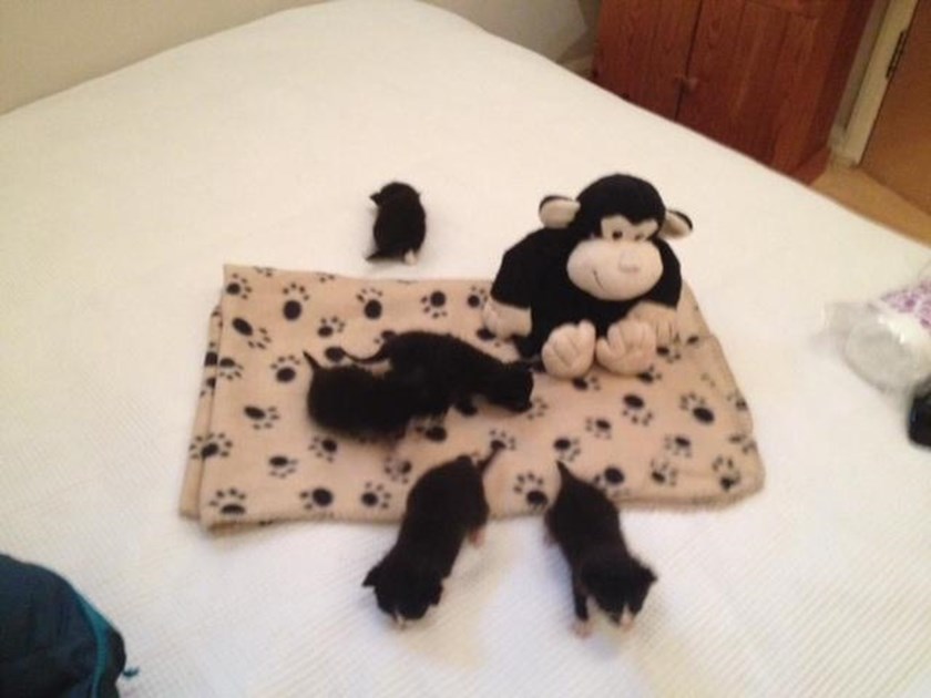 Gables Farm Dogs' and Cats' Home is fundraising for Gables Dogs and ...