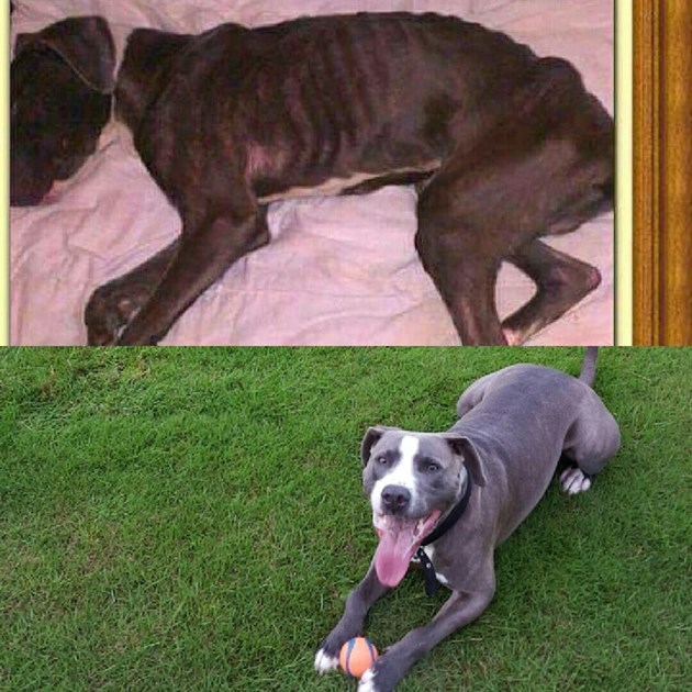Daniel Rowley is fundraising for Yappy Ever After Dog Rescue