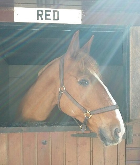 Janet Lindsay is fundraising for Ravelrig Riding for the Disabled