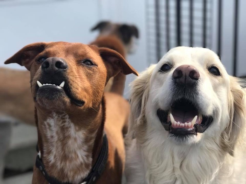 Kristen Lavoie is fundraising for Humane Society for Greater Nashua ... Kristen Lavoie is fundraising for Humane Society for Greater Nashua ...