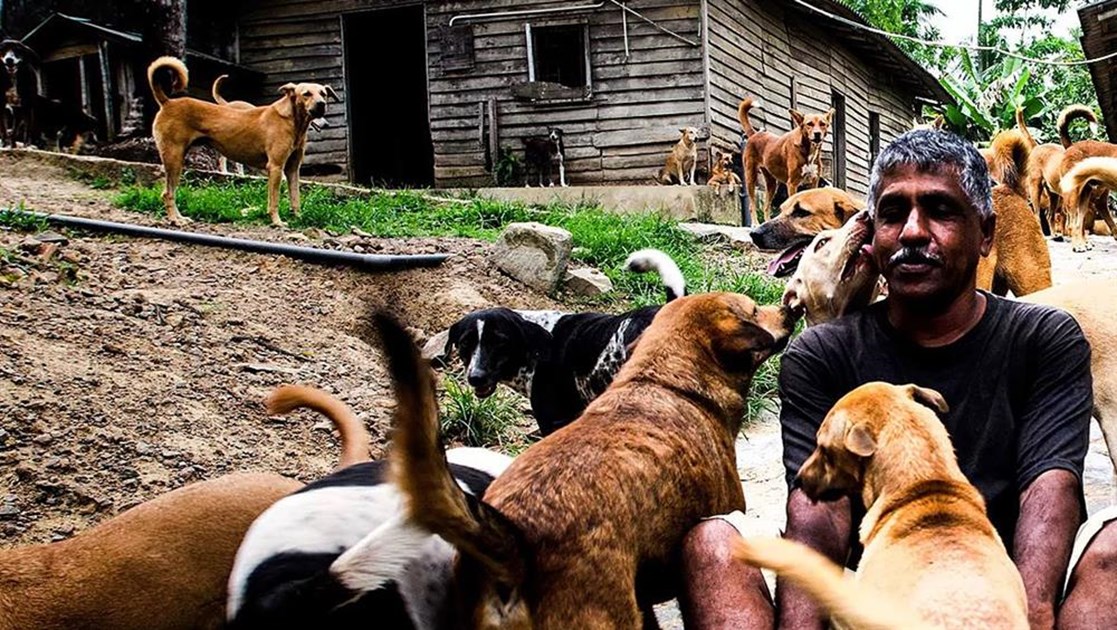 Shi mei Chin is fundraising for Animal SOS Sri Lanka