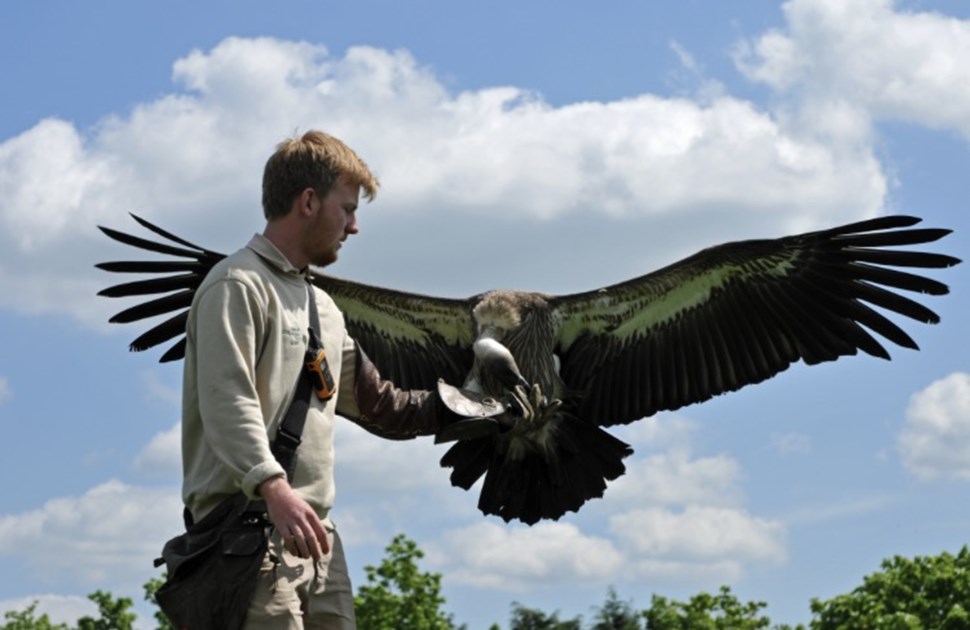 Ben Cox is fundraising for Hawk Conservancy Trust