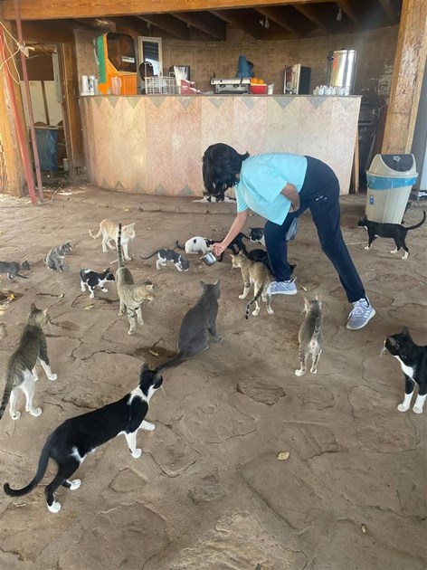 Minerva Gomez is fundraising for Cats Protection