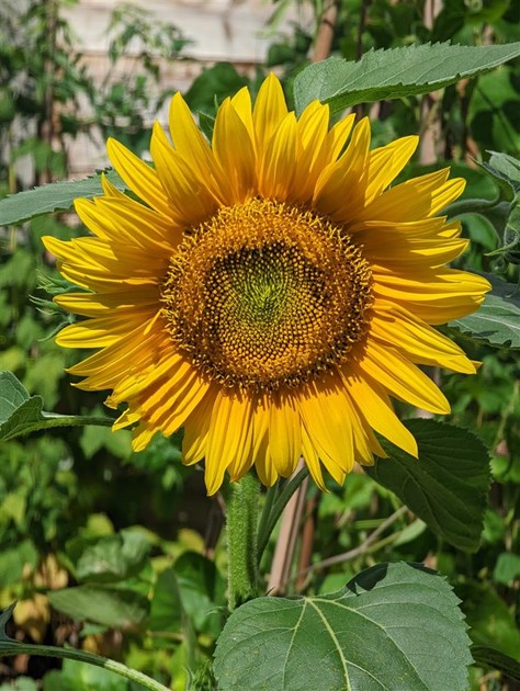 Elizabeth Jones is fundraising for Thames Hospice