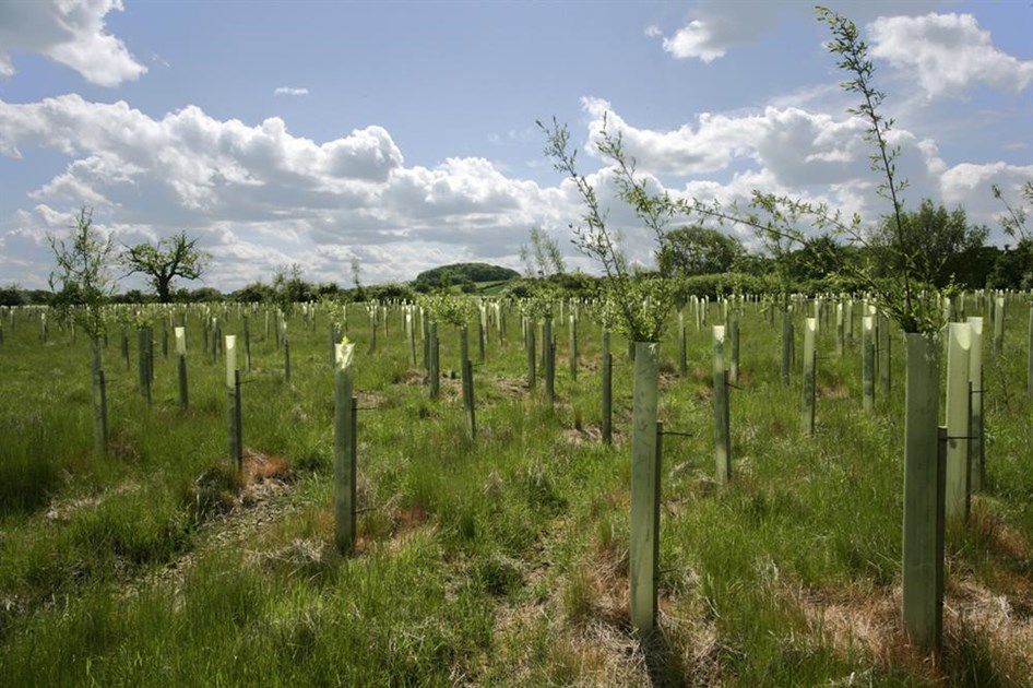 Gill and Jack Thornton is fundraising for Heart of England Forest