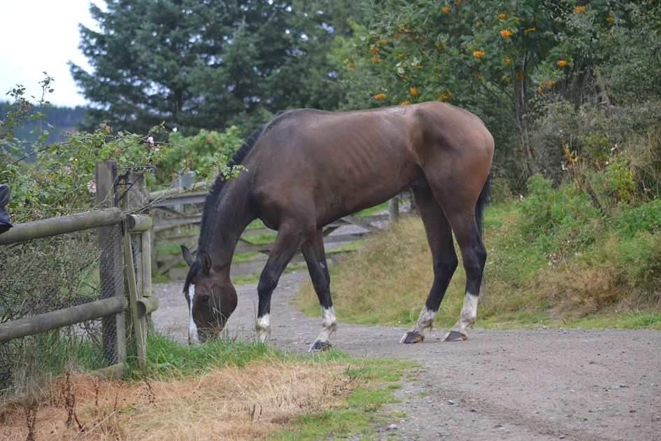 Yvonne Maclean is fundraising for Equine Grass Sickness Fund