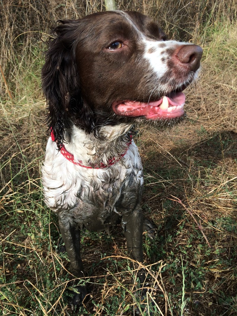 James Rowley is fundraising for Battersea