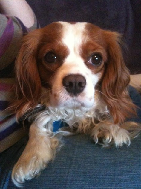 David Wilson is fundraising for Dogs Trust