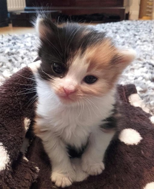 Emily Hall is fundraising for Yorkshire Cat Rescue