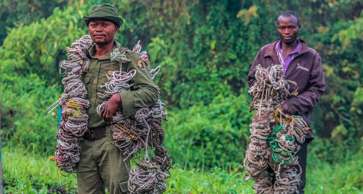 Virunga National Park - Virunga Foundation is fundraising for Tusk Trust