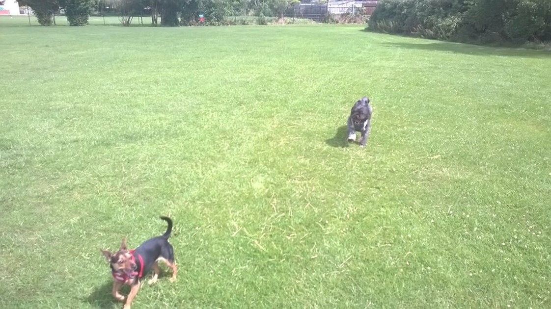 Paul Doore is fundraising for RSPCA