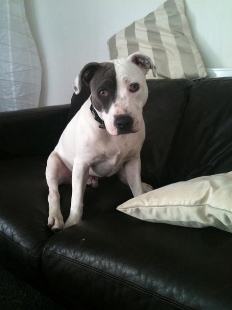 Emma Aspinall is fundraising for Birmingham Dogs Home