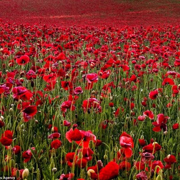 Sam Hendley is fundraising for The Royal British Legion