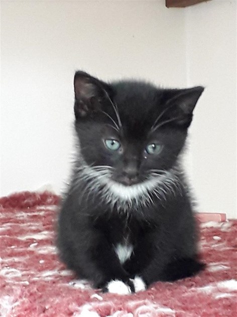 Chiltern Branch Cats Protection is fundraising for Cats Protection
