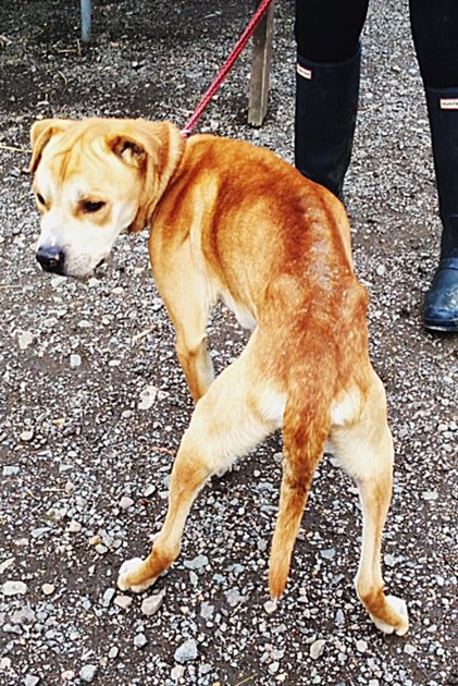 Annie Marriott is fundraising for Animals In Need Northamptonshire