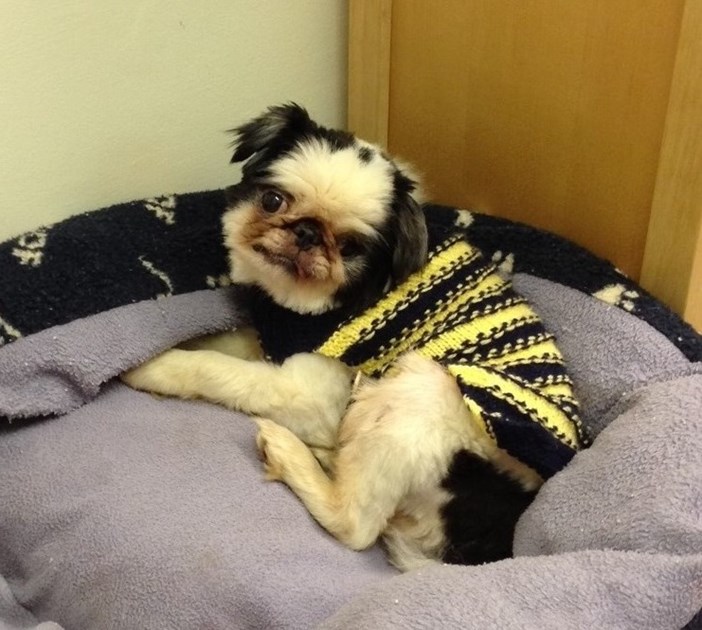 Gables Farm Dogs' and Cats' Home is fundraising for Gables Dogs and ...