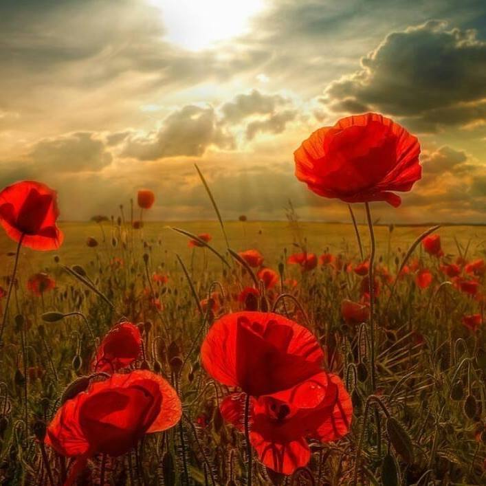 Amanda Doman is fundraising for Florence Nightingale Hospice Charity