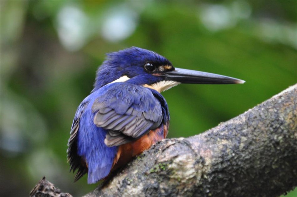 Simon Cotterell is fundraising for BirdLife Australia