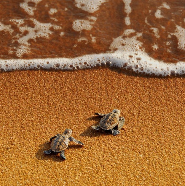 James Binns is fundraising for Travelteer Impact