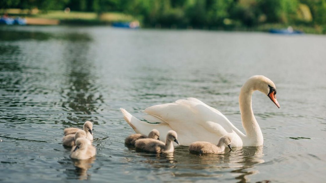Colleen Cotter is fundraising for The Royal Parks