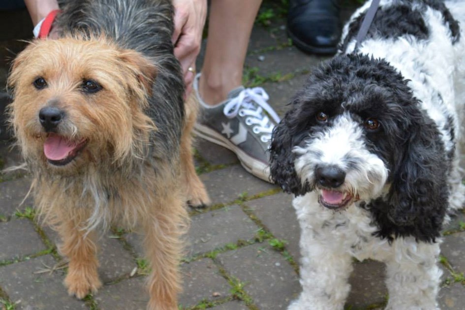 Springwell Vets is fundraising for Chilterns Dog Rescue Society