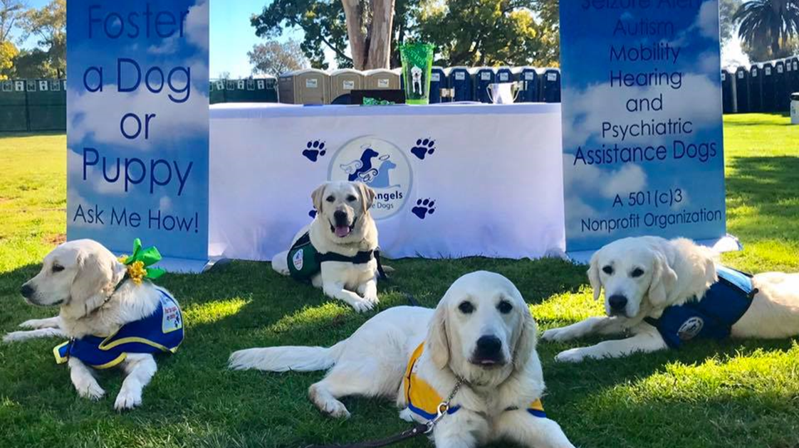 jen chae is fundraising for Little Angels Service Dogs