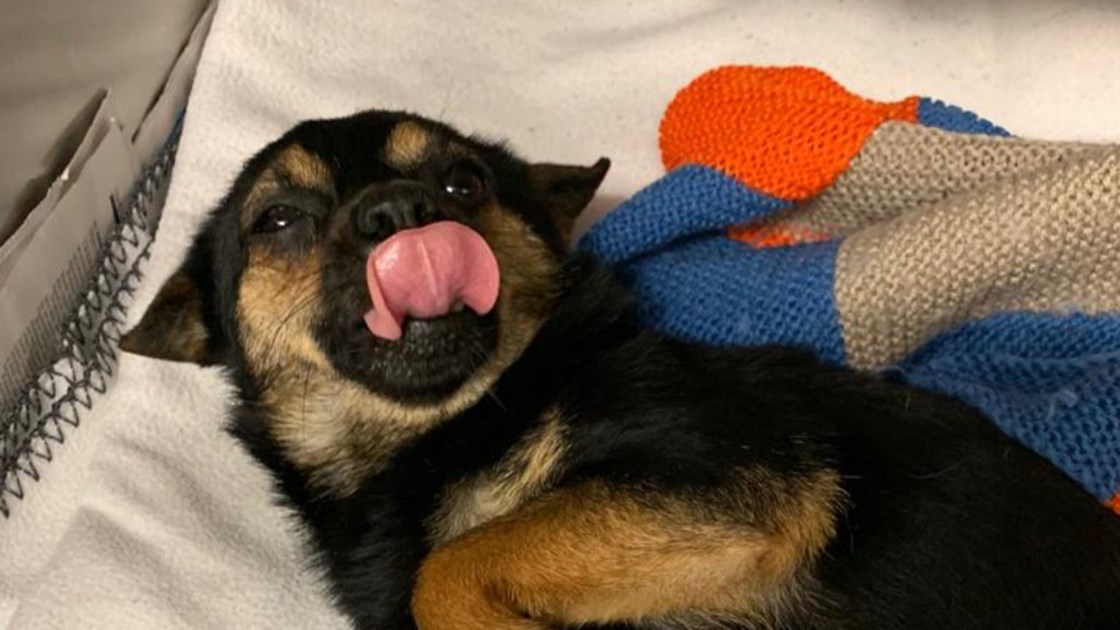 Nicola Crouch is fundraising for Happy Endings Rescue