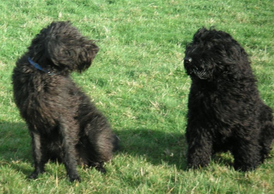 Jennifer Chalk is fundraising for Saint Francis Hospice