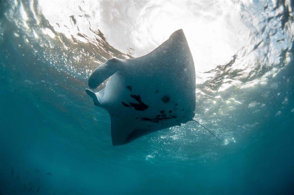 Maya Santangelo is fundraising for Manta Trust