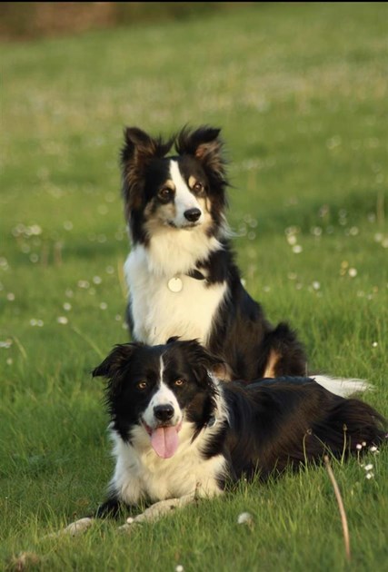 Helen Clews is fundraising for RSPCA