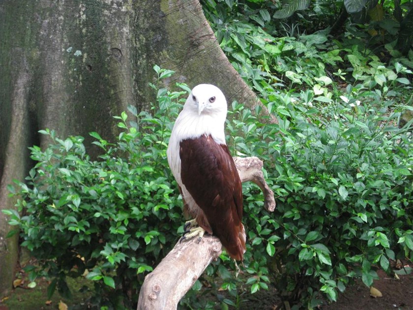 Tom Hoogervorst is fundraising for BirdLife International