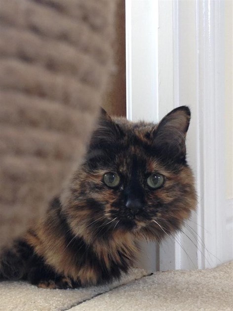 Allison McArthur is fundraising for Cats Protection