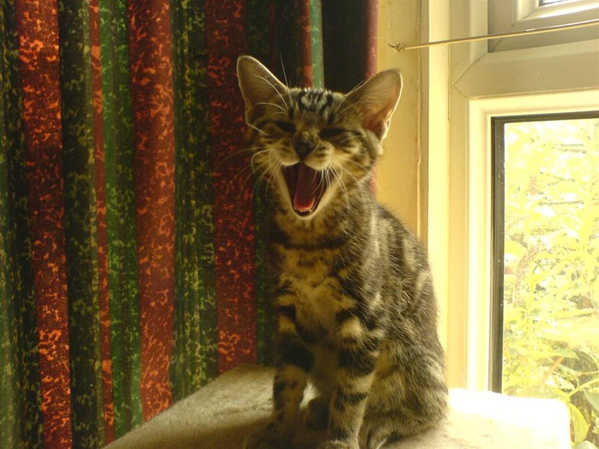 Anna Saville is fundraising for Animals Asia Foundation - UK