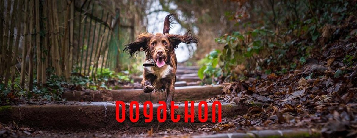 Phil Girdlestone is fundraising for Holly Hedge Animal Sanctuary