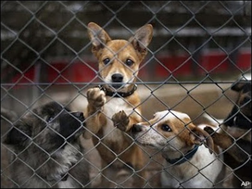 Lewis Rigby is fundraising for RSPCA - Hillingdon, Slough, Windsor ...