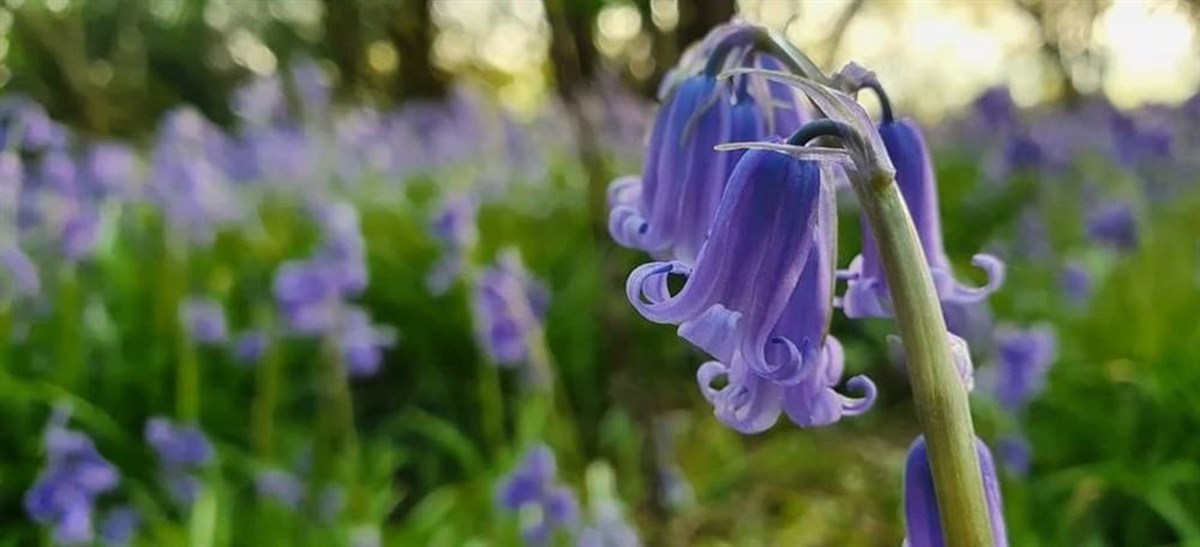 Pratten Family is fundraising for Help for Heroes