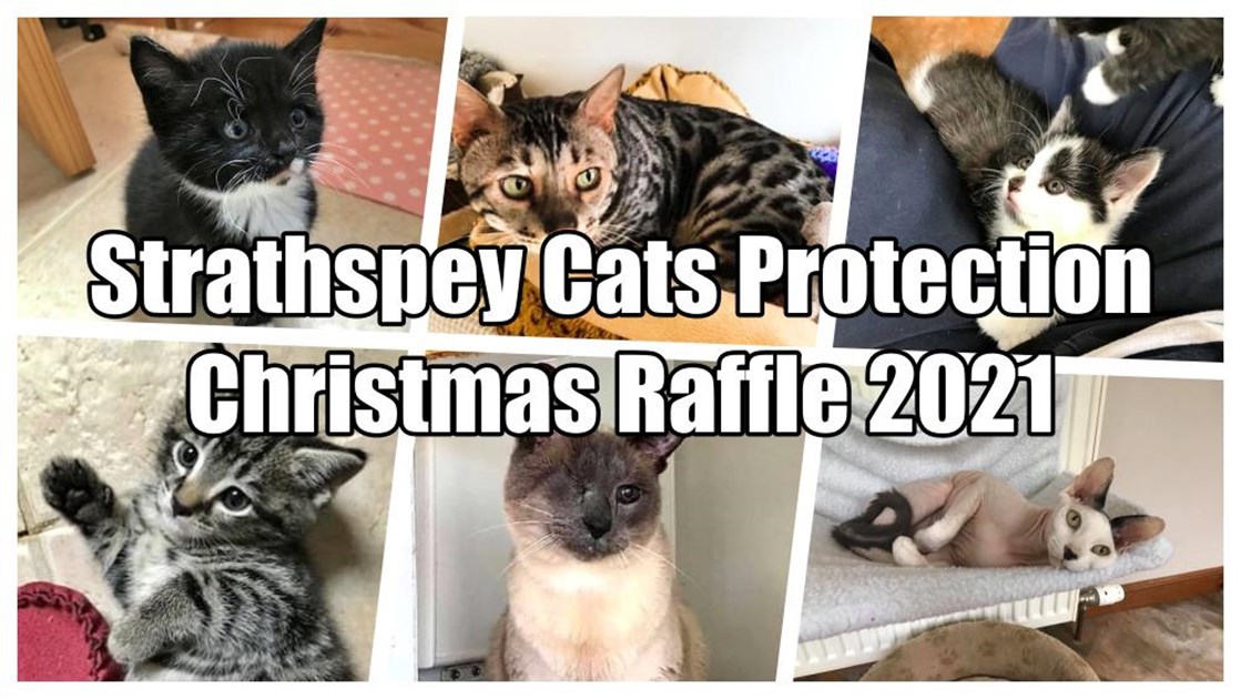 Strathspey Cats Protection Branch is fundraising for Cats Protection