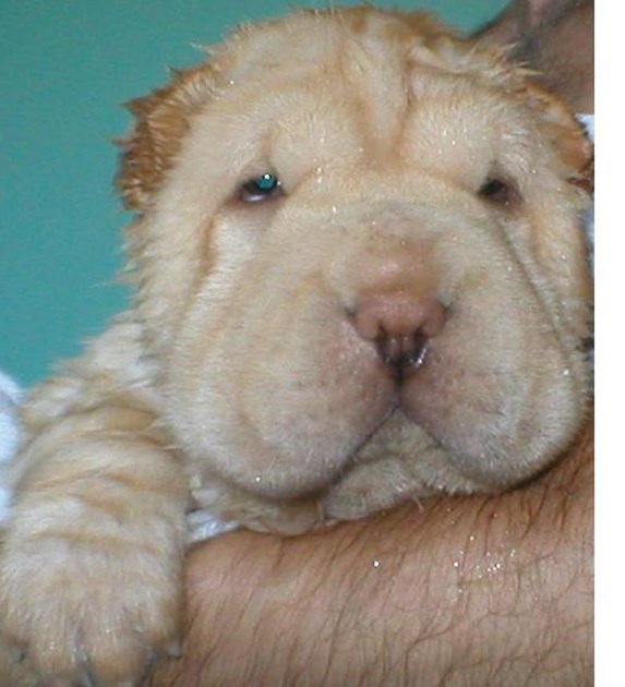 Alan Pike is fundraising for Help a Capital Child