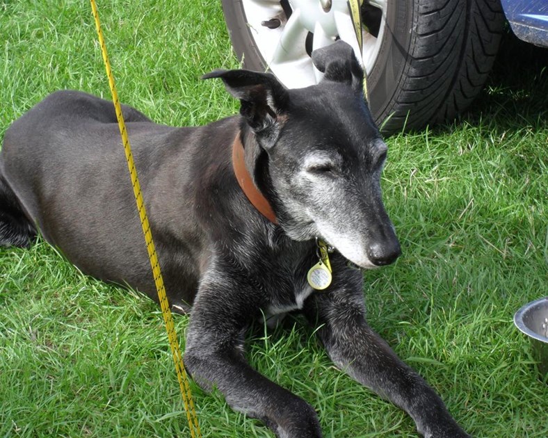 DAVID HELSBY is fundraising for Dogs Trust