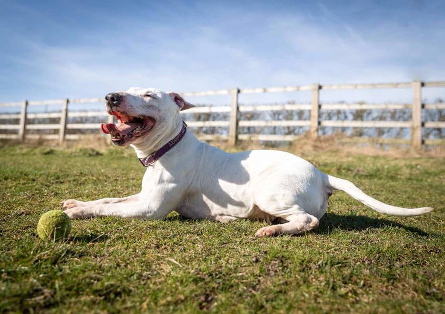 Andrew Hawkes is fundraising for The Yorkshire Rescue