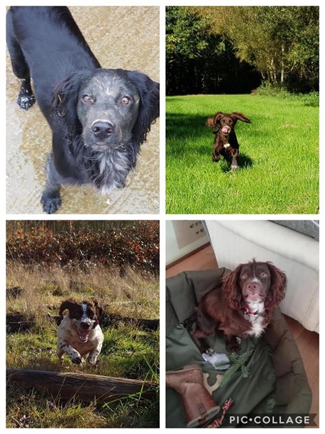 Alison Rush is fundraising for Battersea