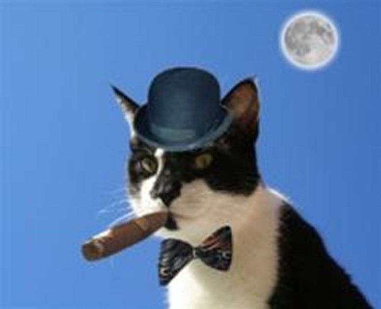 Cathy Griffiths is fundraising for Cats Protection