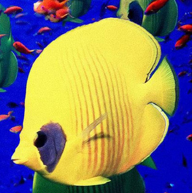 Victoria DAENEN is fundraising for Project AWARE Foundation (International)