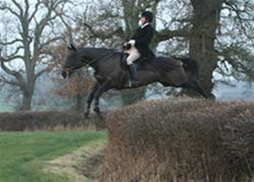 Harry Marriott is fundraising for Animal Health Trust