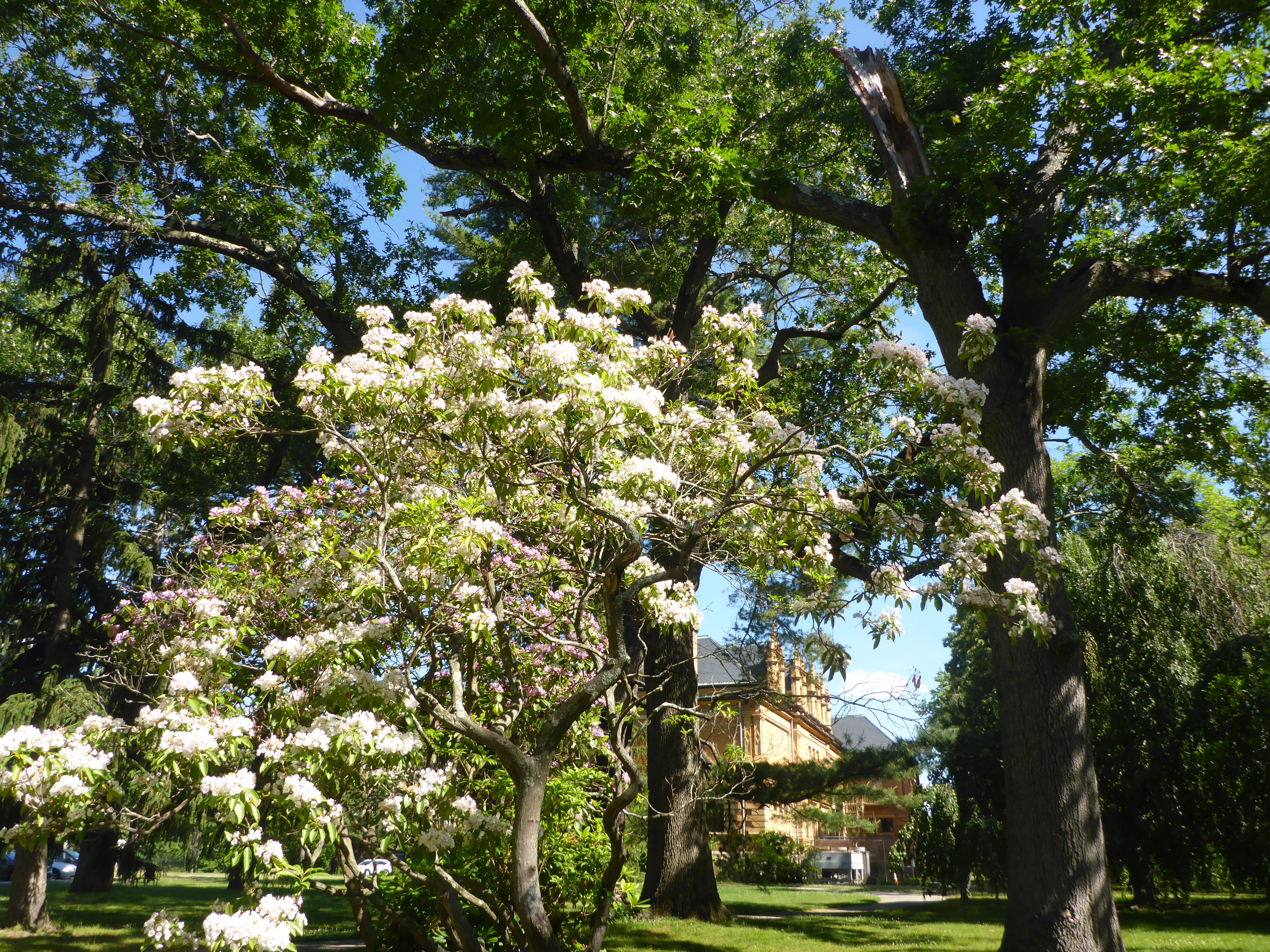 Plant A Grove of Trees in Roger Williams Park - JustGiving